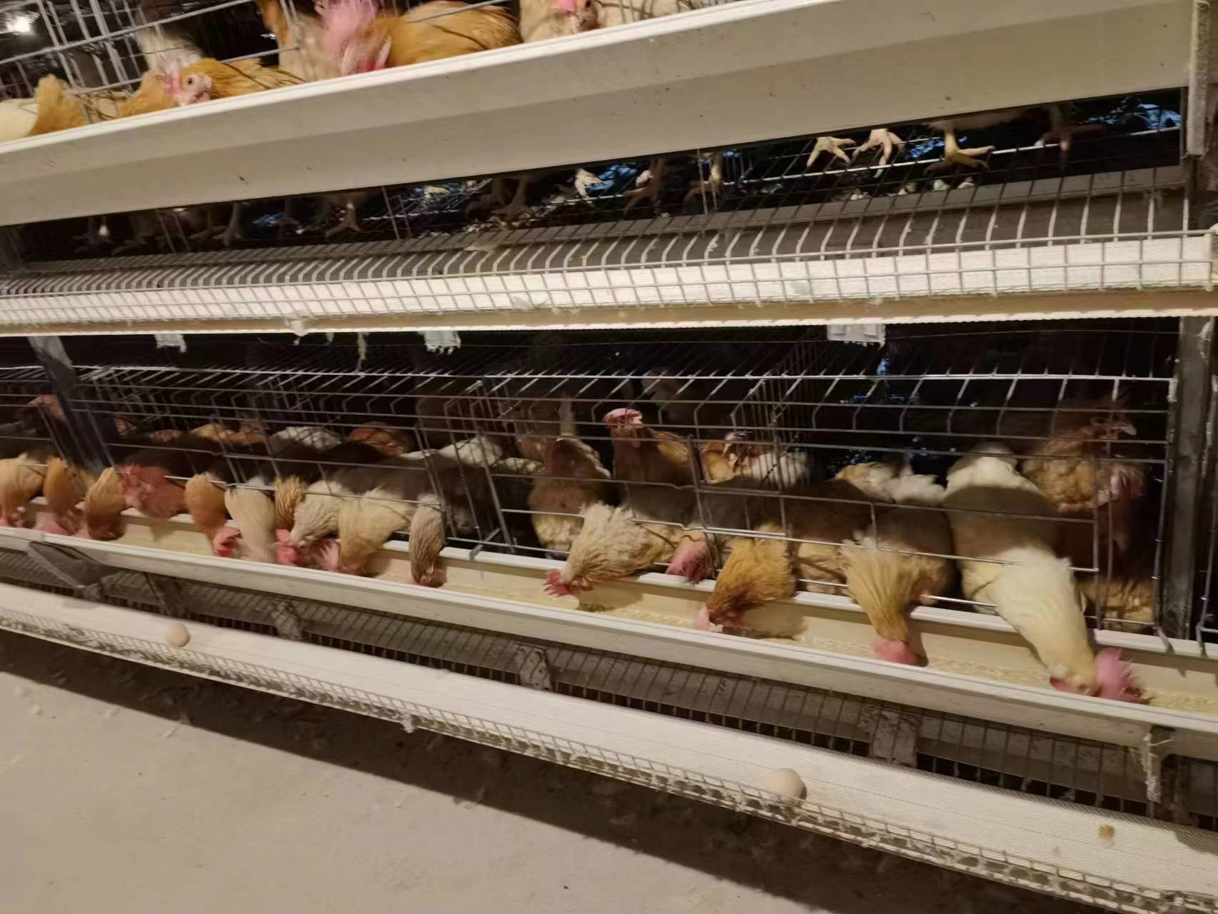 H Frame Layer Poultry Battery Cage With Belt or Scraper System Removal ...